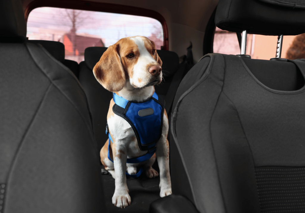 Cómo cuidar a un perro durante vacaciones - Michis y Caninos