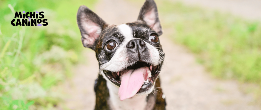 Cómo cuidar a un perro durante vacaciones - Michis y Caninos