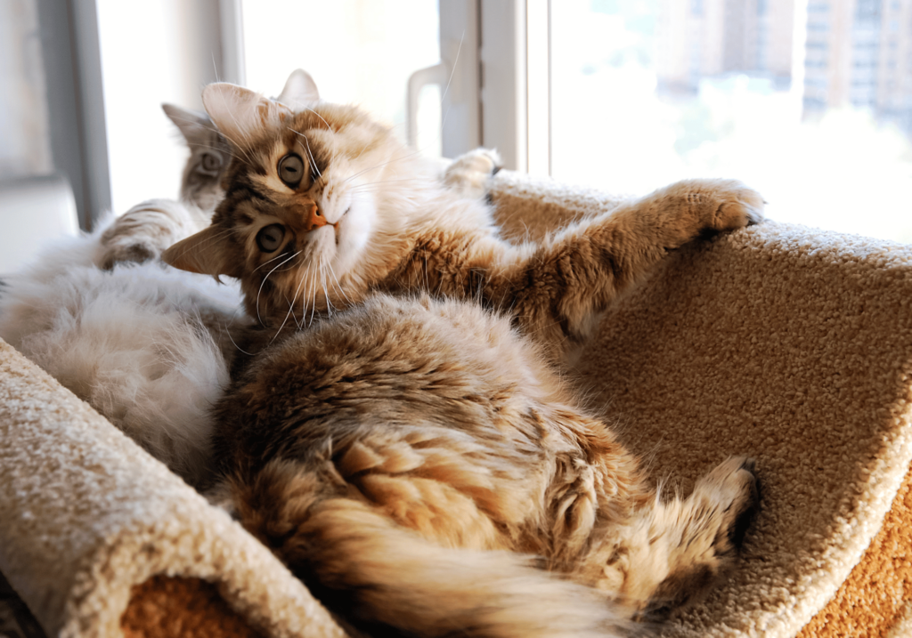 ¿Por qué es importante cuidar a los animales? 5 Razones