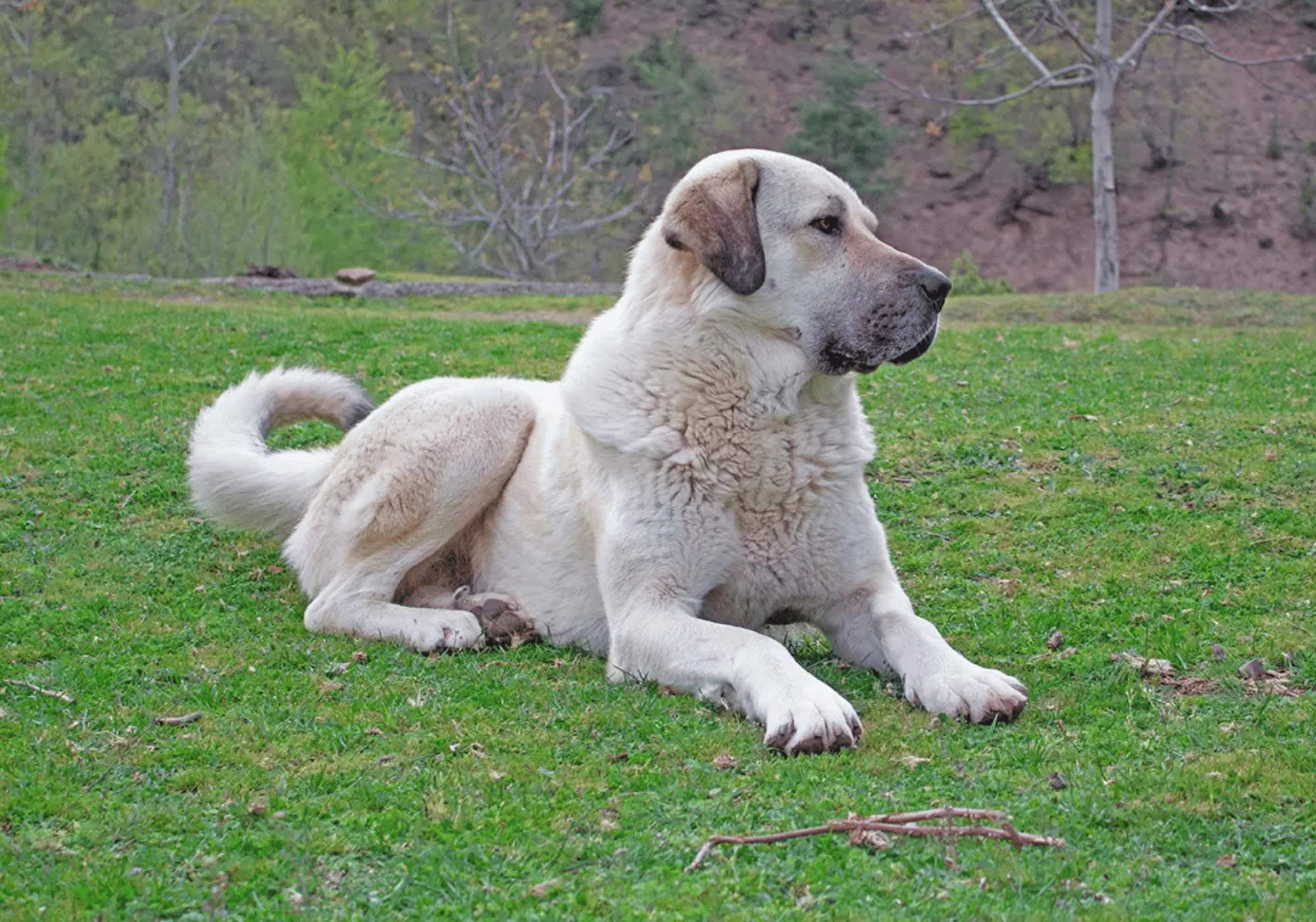 Cuál perro tiene la mordida mas fuerte - Michis y Caninos
