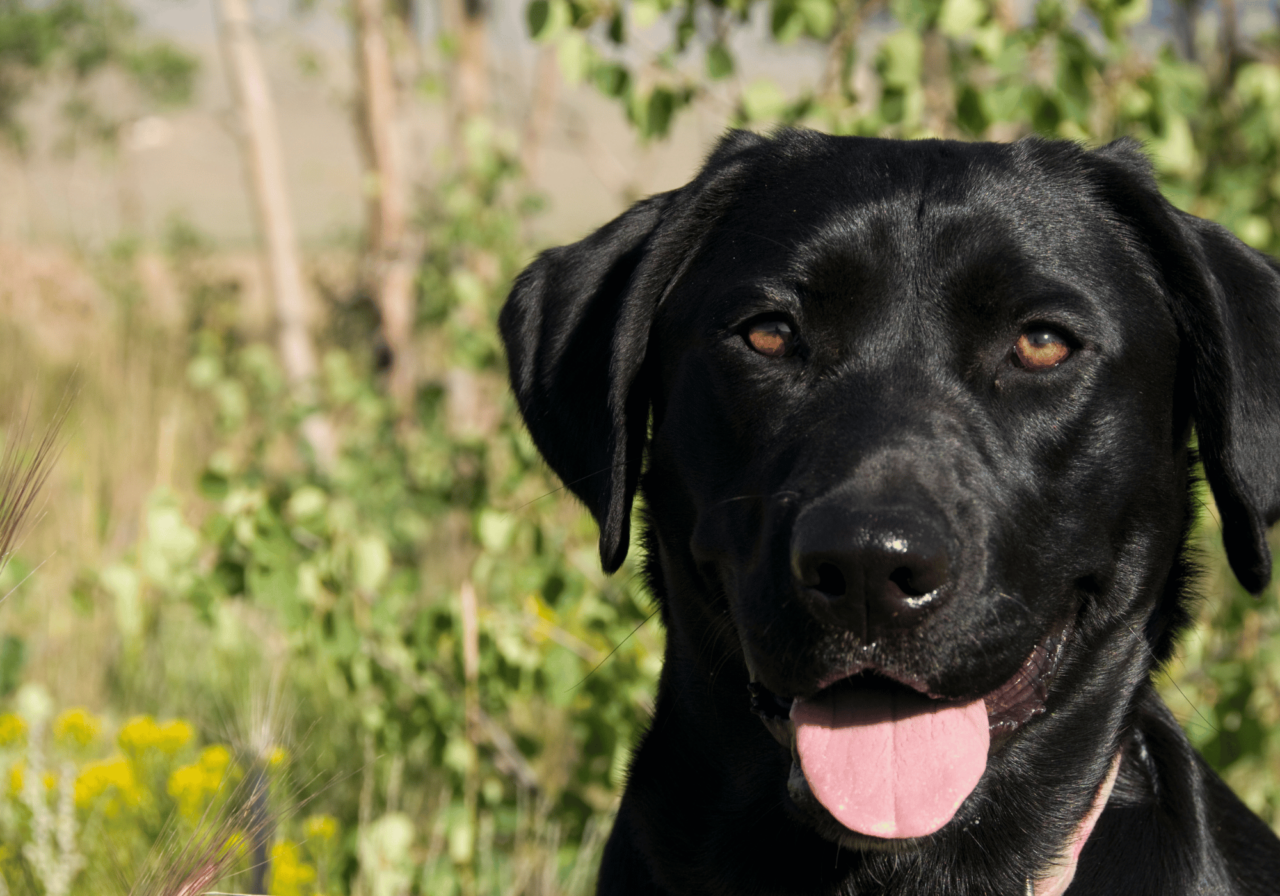 ¿Cuál es el perro más inteligente? Descubre las razas con mayor ...