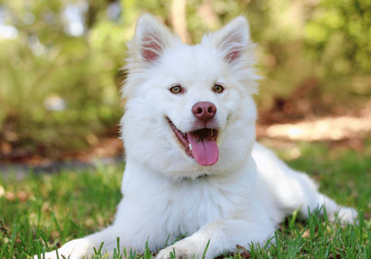 ¿Cuál es el perro más inteligente? Descubre las razas con mayor ...